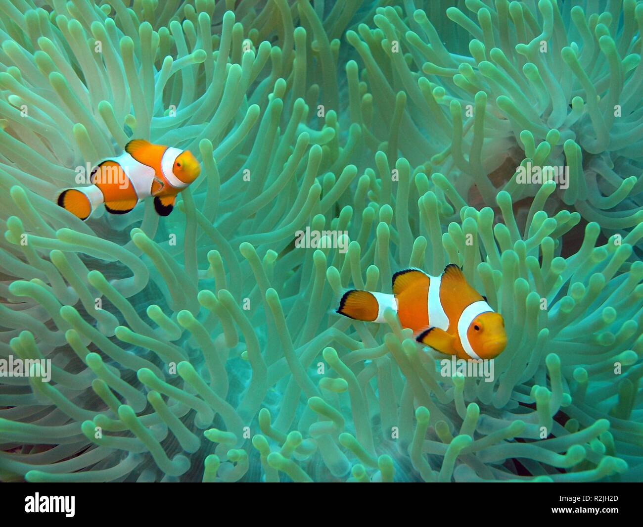 Orange anemonenfisch hi-res stock photography and images - Alamy