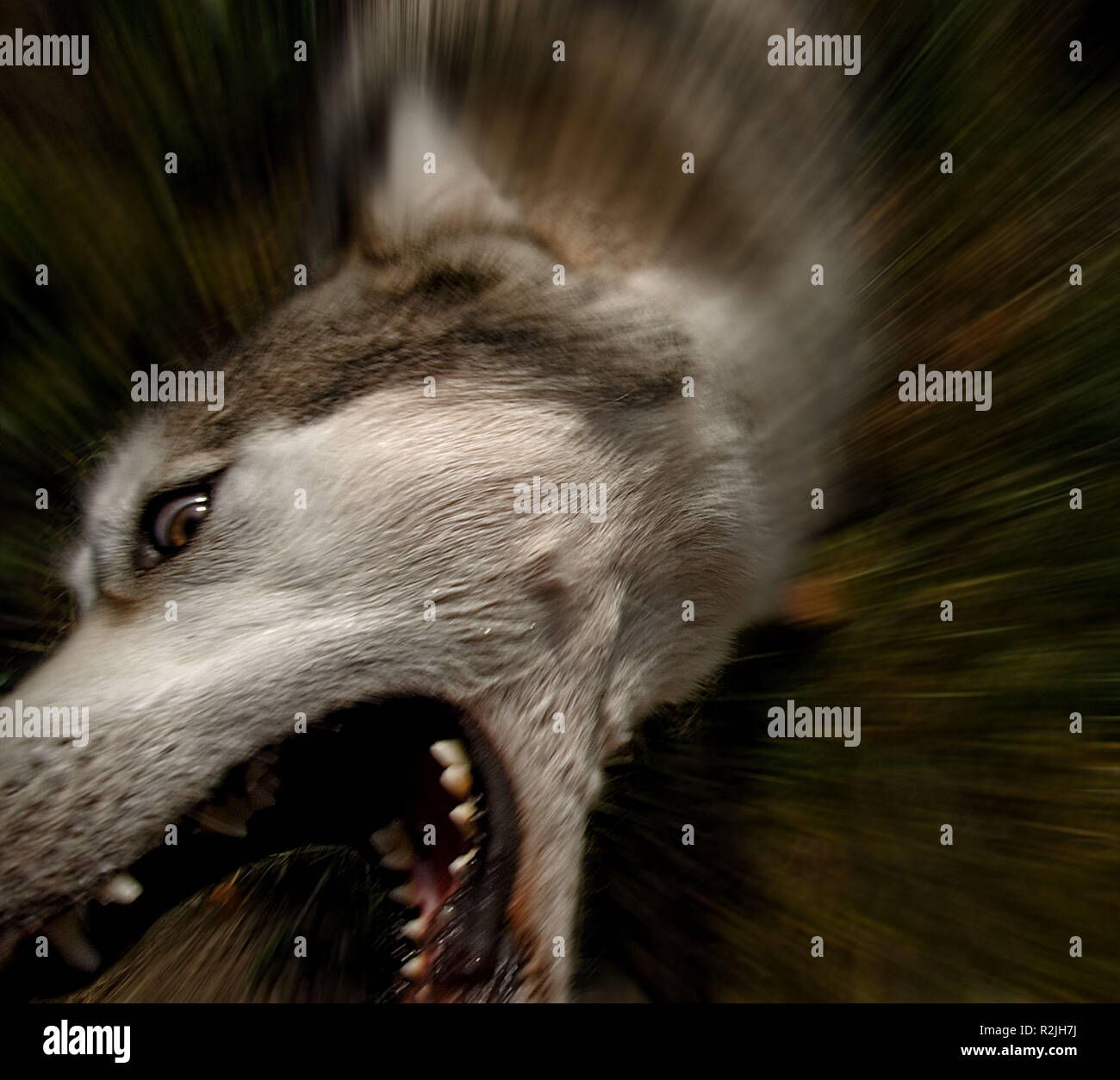 Wolf attack hi-res stock photography and images - Alamy