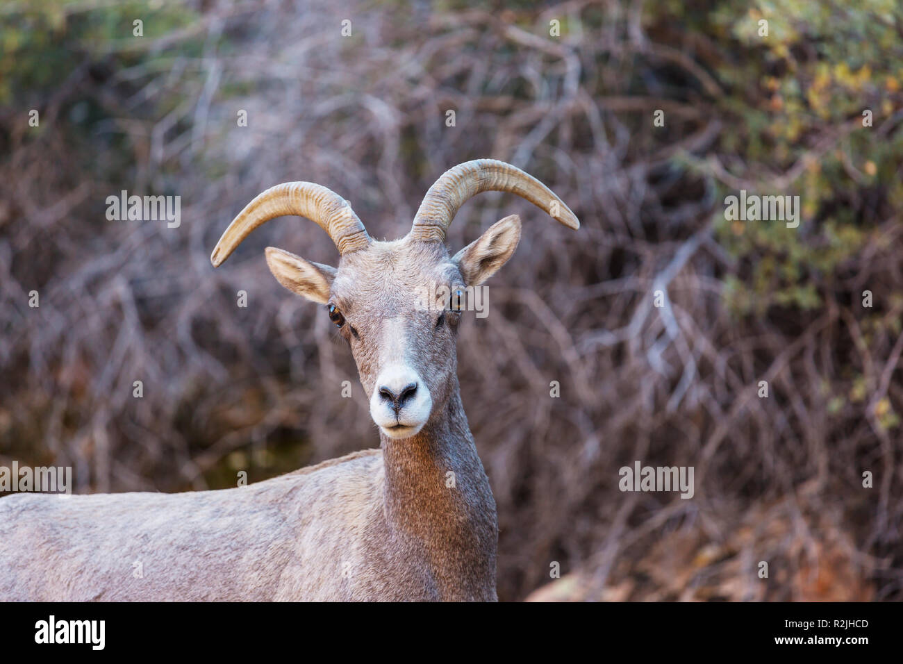 Wild Mountain Goat in Cascade mountains Stock Photo - Alamy