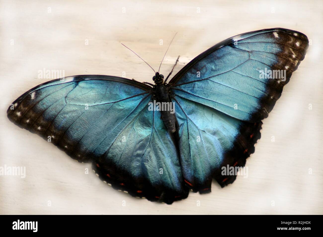Menelaus Blue Morpho Butterfly High Resolution Stock Photography and ...