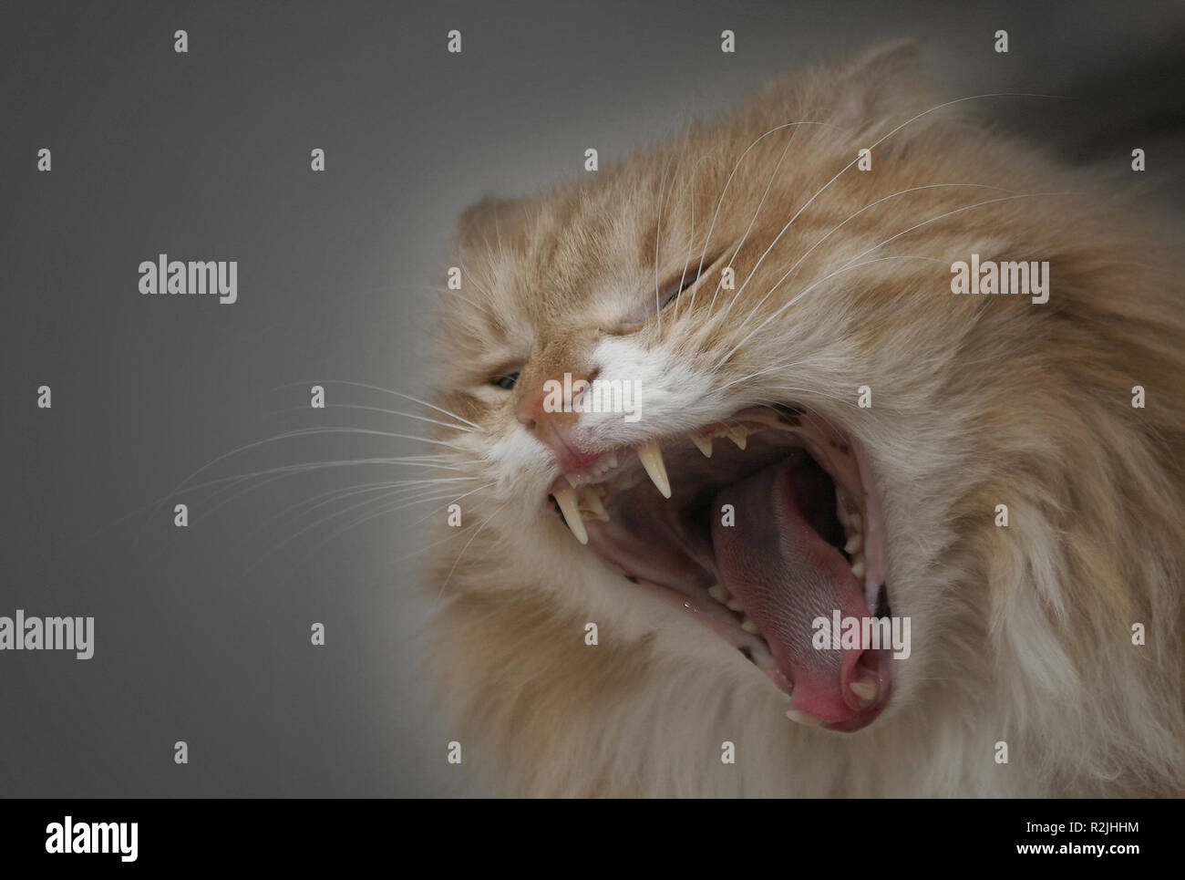 Pugnacious hi-res stock photography and images - Alamy