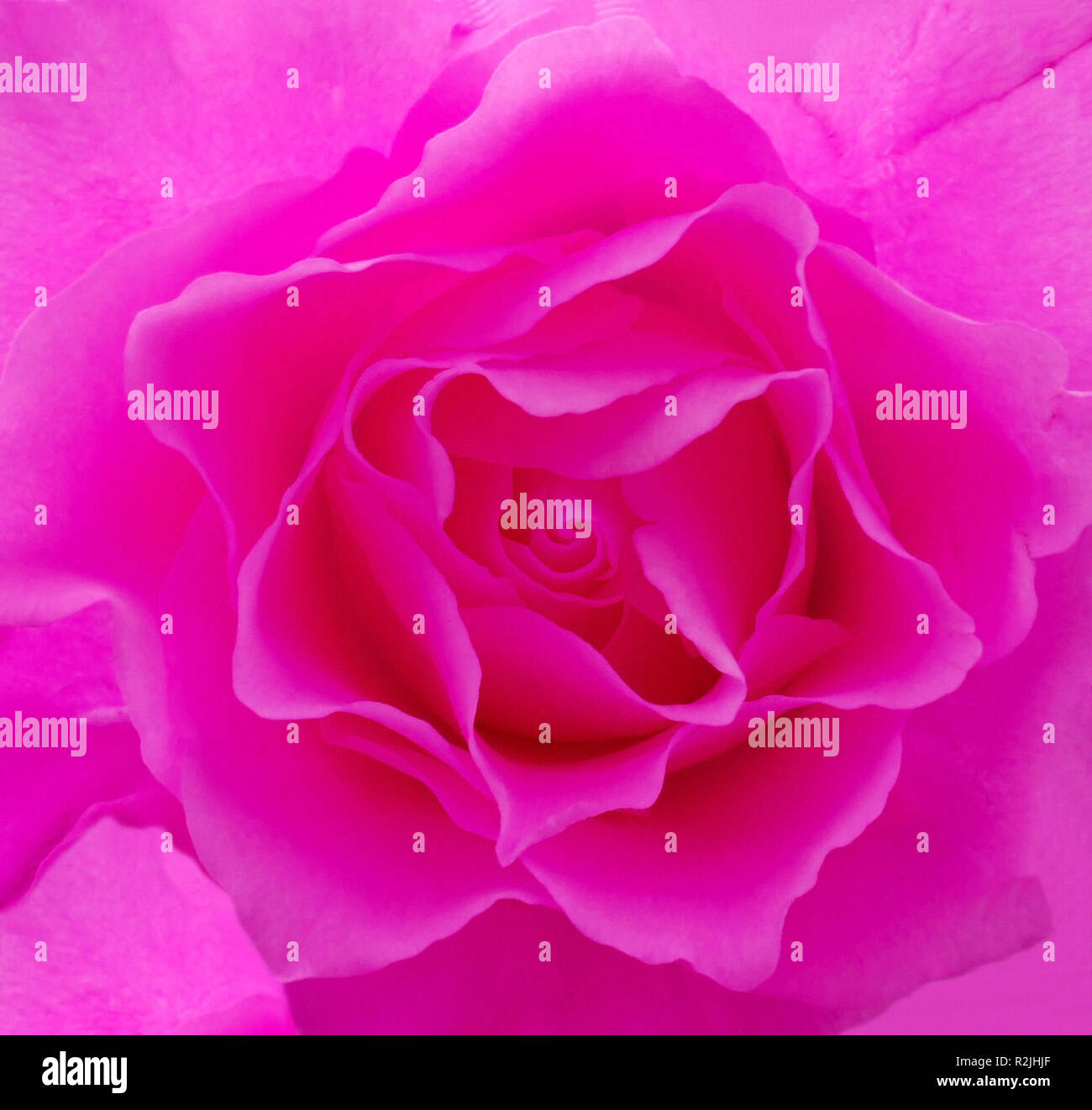 Rose with 5 leaves hi-res stock photography and images - Alamy