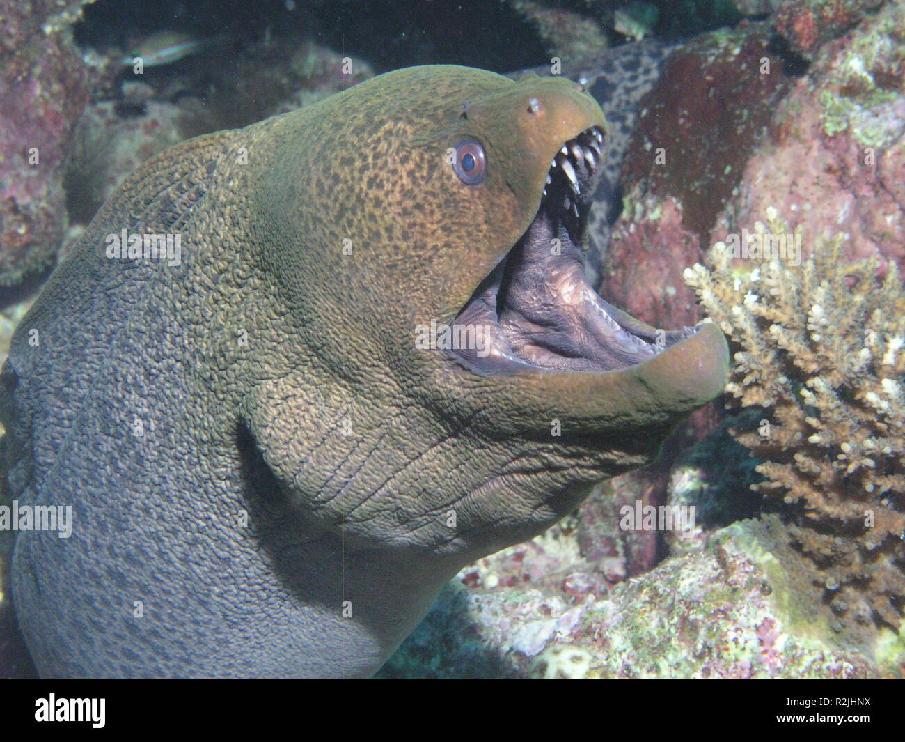 Deep sea fish teeth hi-res stock photography and images - Alamy