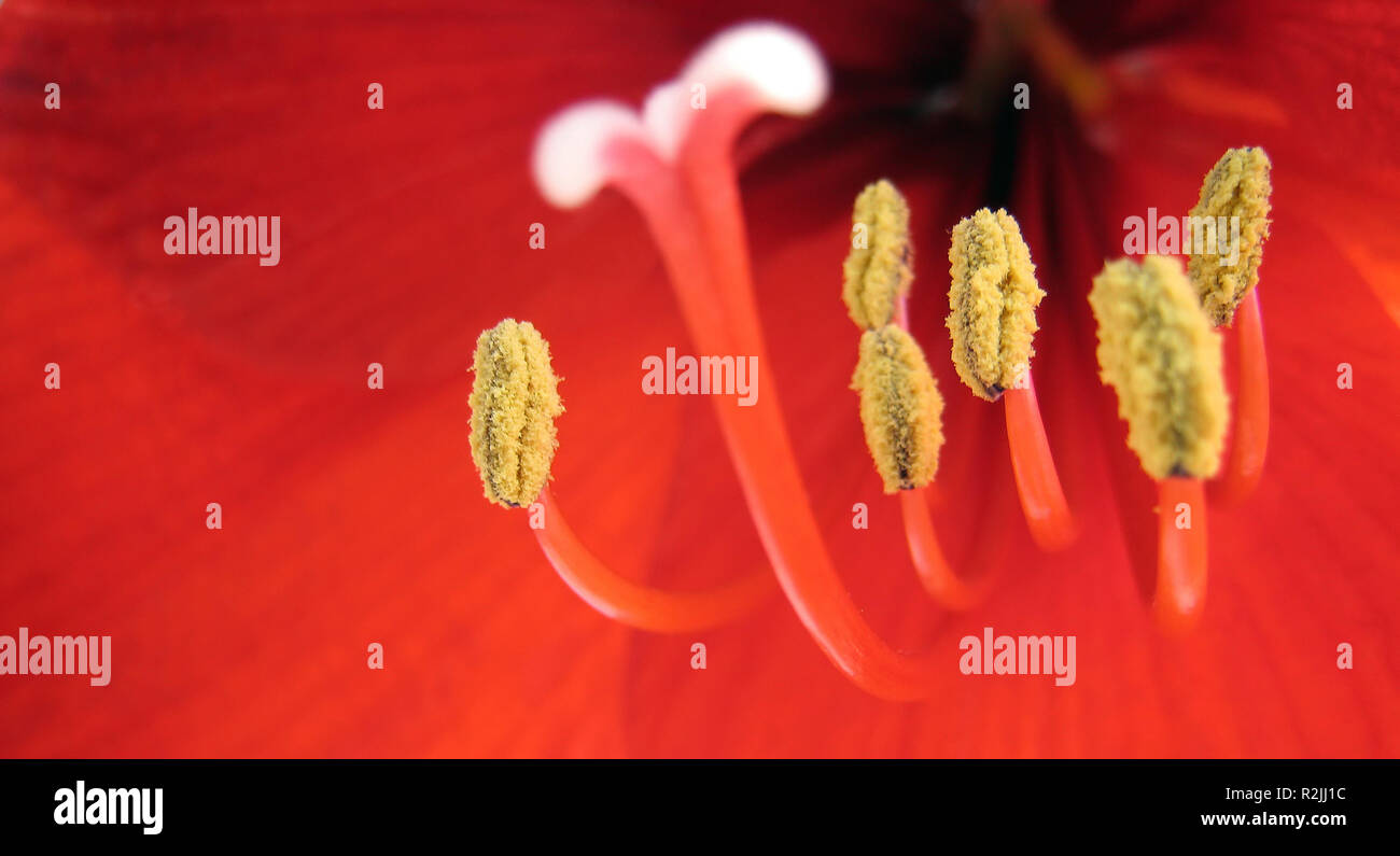 Androeceum hi-res stock photography and images - Alamy