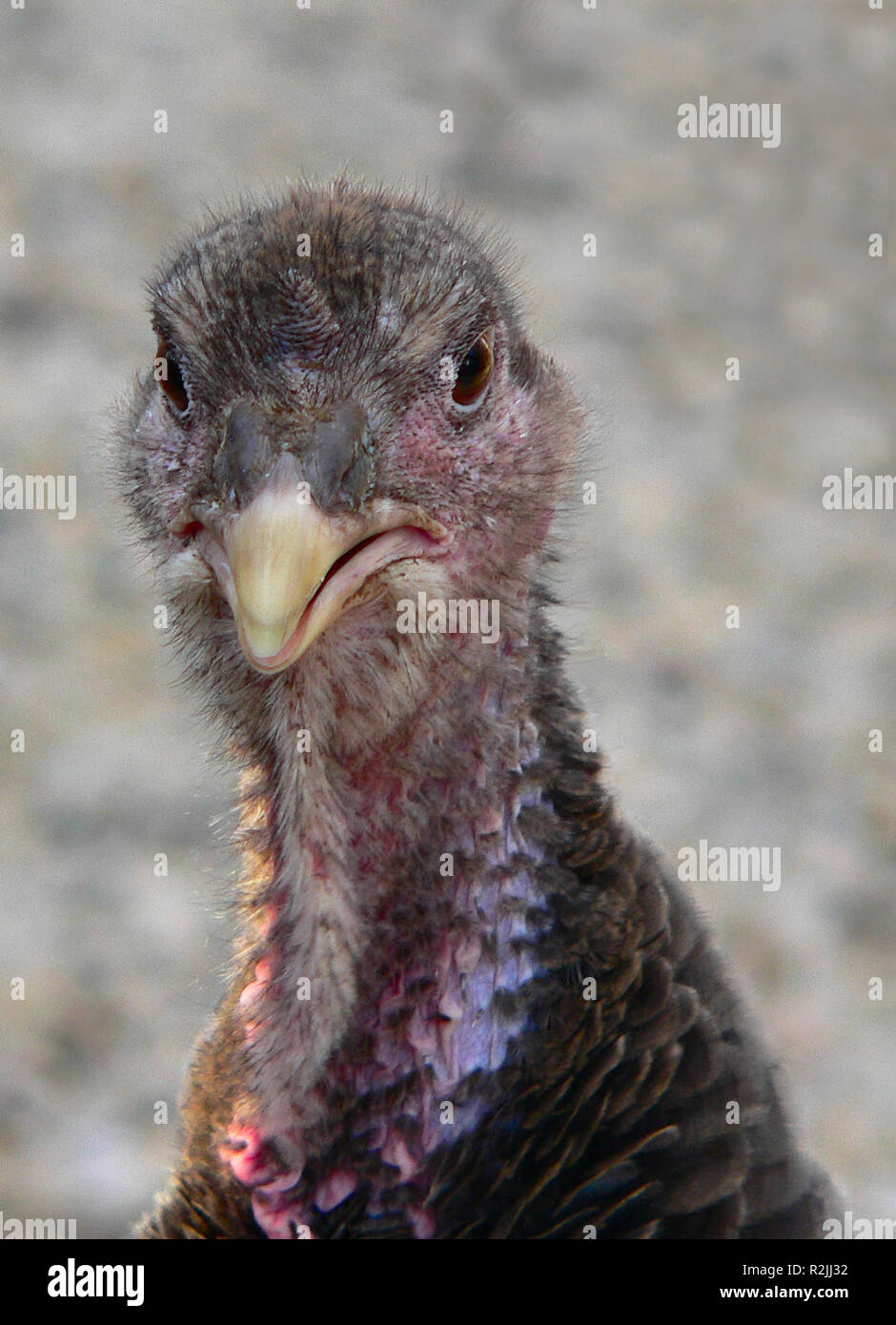 Head of turkey hen hi-res stock photography and images - Alamy