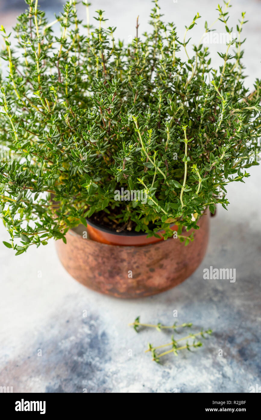 Herbs bush hi-res stock photography and images - Alamy