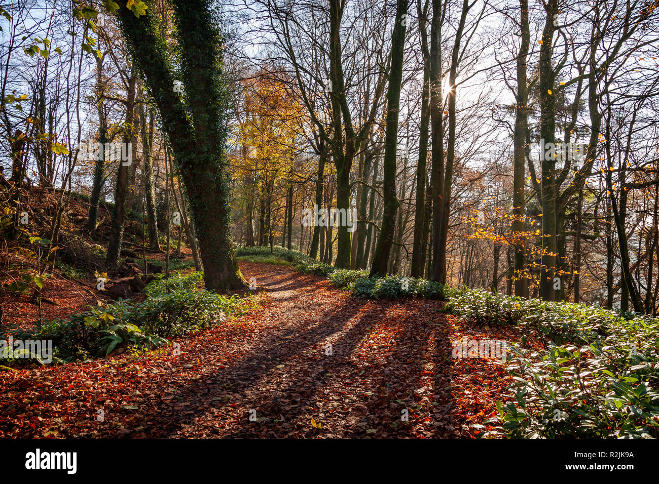 Ethereal pathway hi-res stock photography and images - Alamy