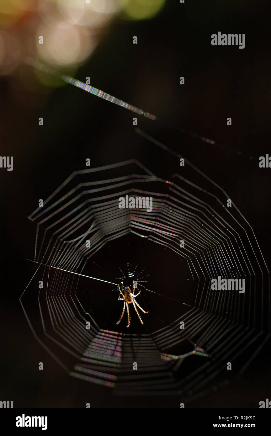 Ray little hi-res stock photography and images - Alamy