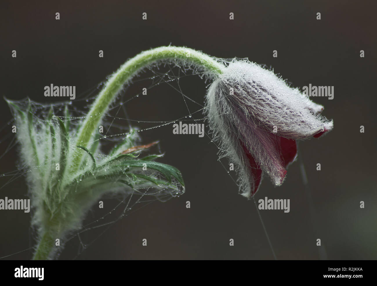 Cocooned hi-res stock photography and images - Alamy