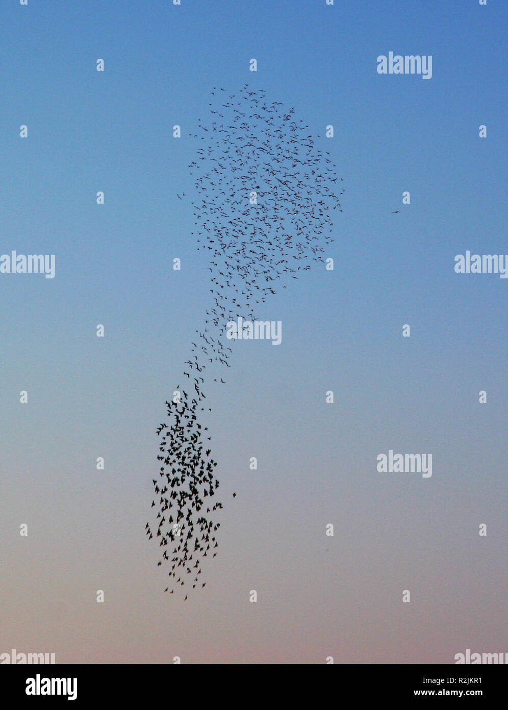 Swarm of flys hi-res stock photography and images - Alamy