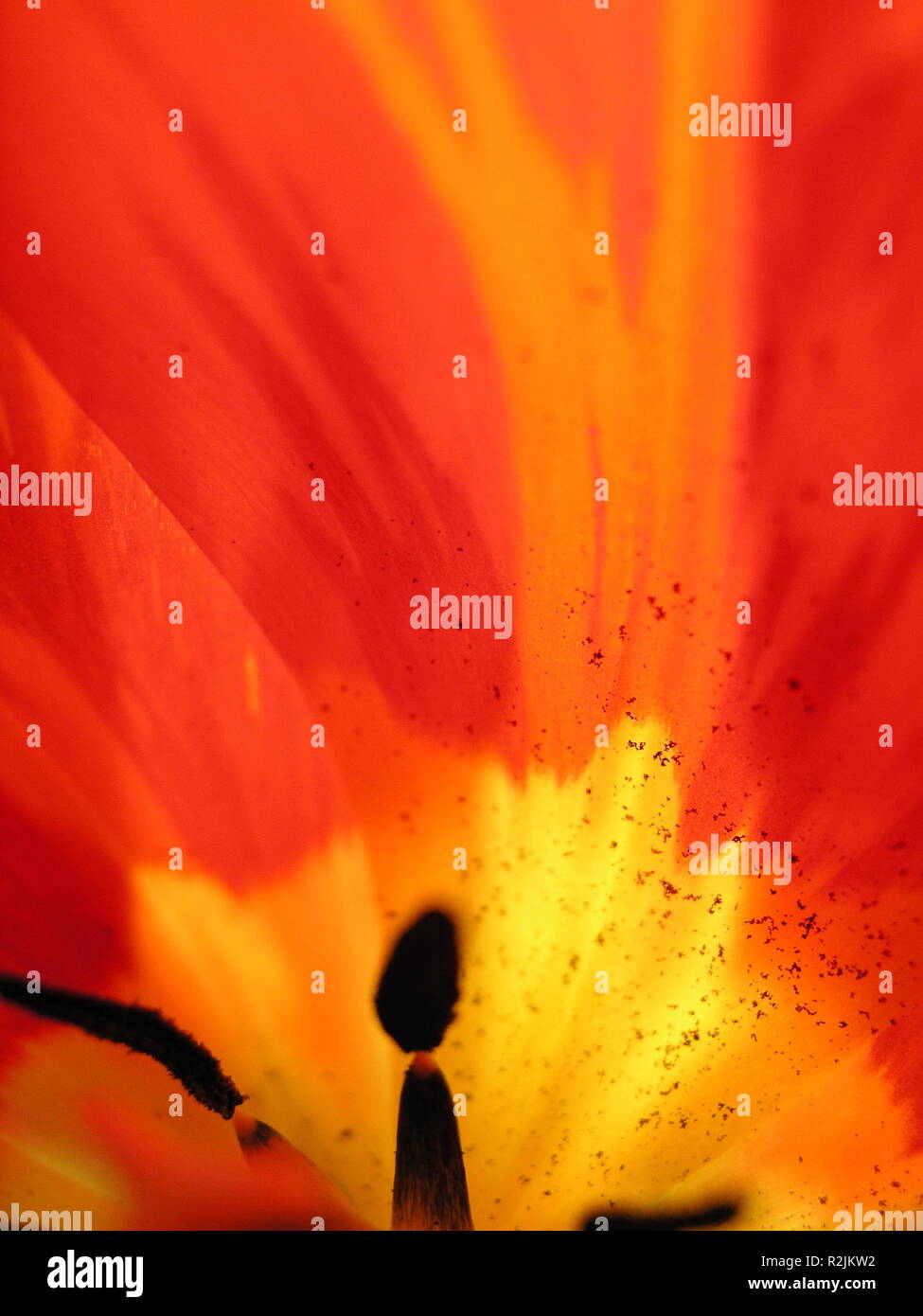 Tulip firework hi-res stock photography and images - Alamy