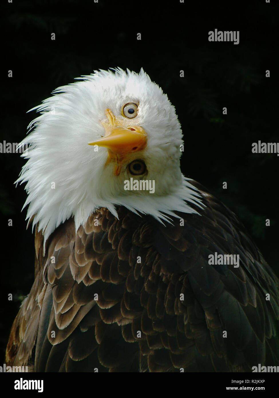 the photographer twisted my head-2 Stock Photo - Alamy