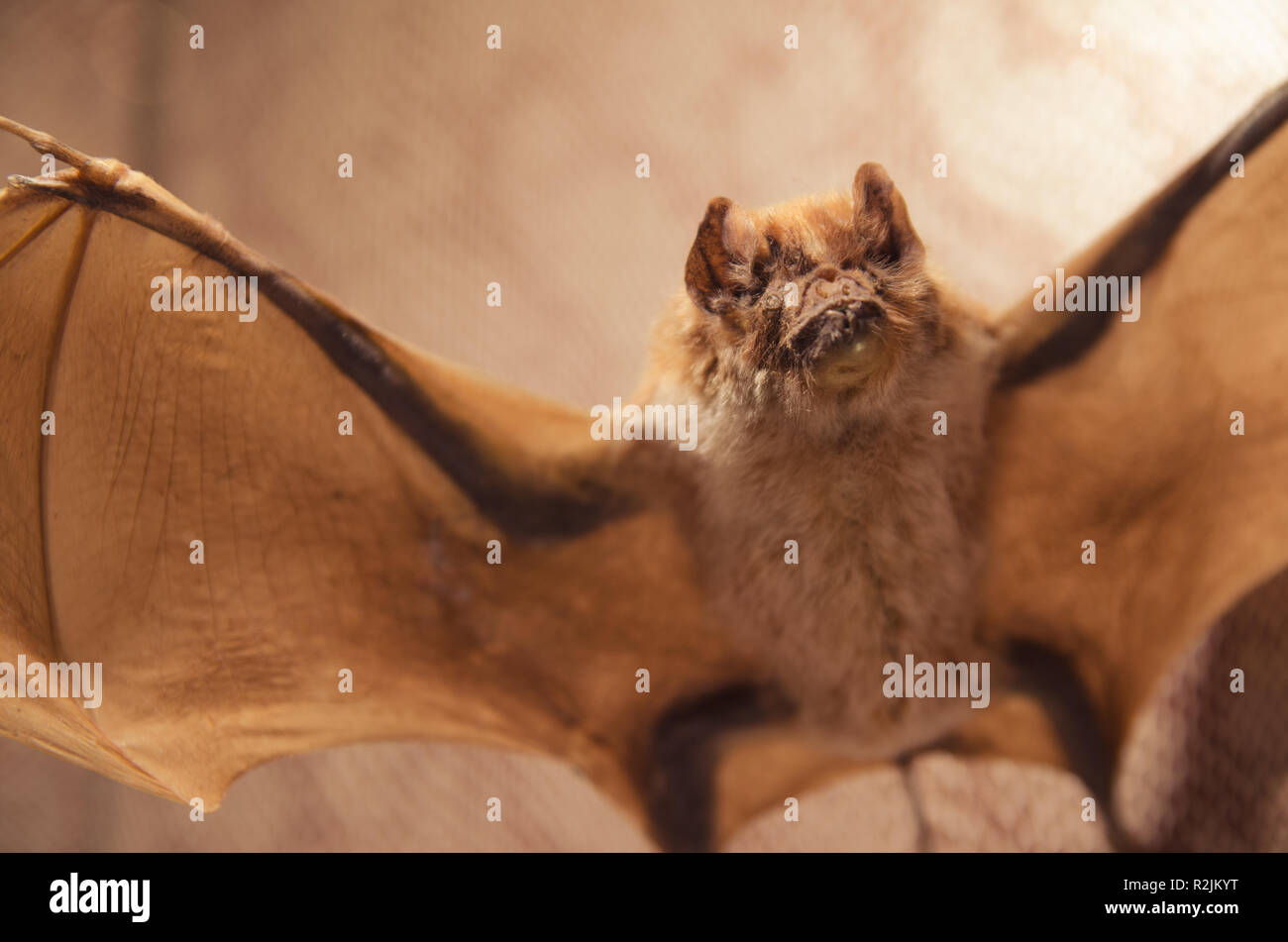 Vampire bat silhouette hi-res stock photography and images - Alamy