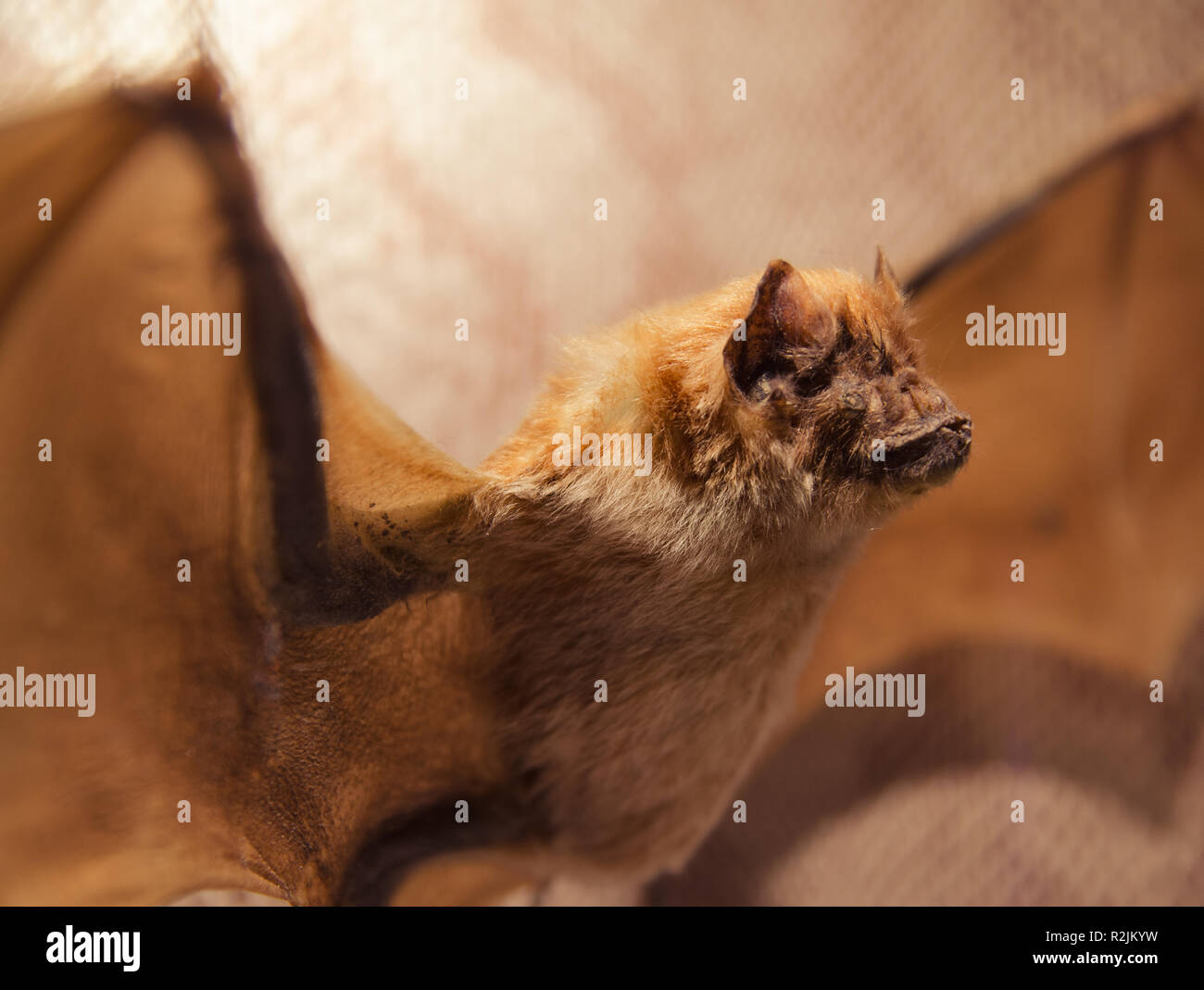 Brown Bat Stock Photos & Brown Bat Stock Images - Alamy