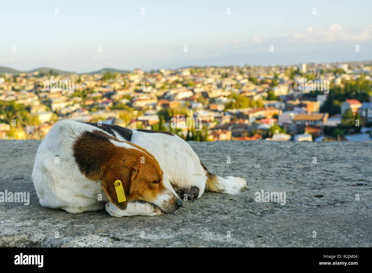 homeless colorful dog with a badge in the ear on the citys panoramic ...