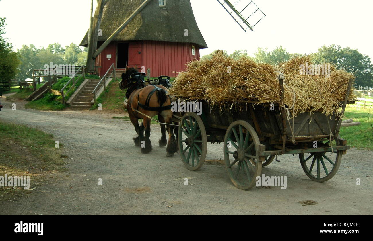 Halter wing hi-res stock photography and images - Alamy