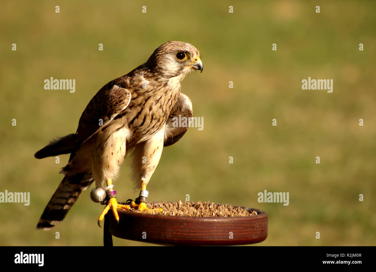 Falkenartige falconidae hi-res stock photography and images - Alamy