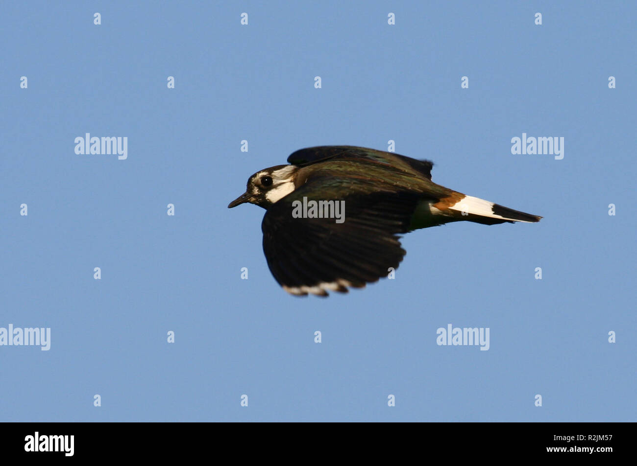lapwing in flight Stock Photo - Alamy