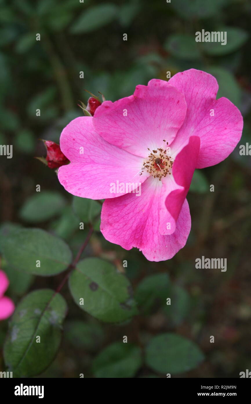 Buschrosen hi-res stock photography and images - Alamy