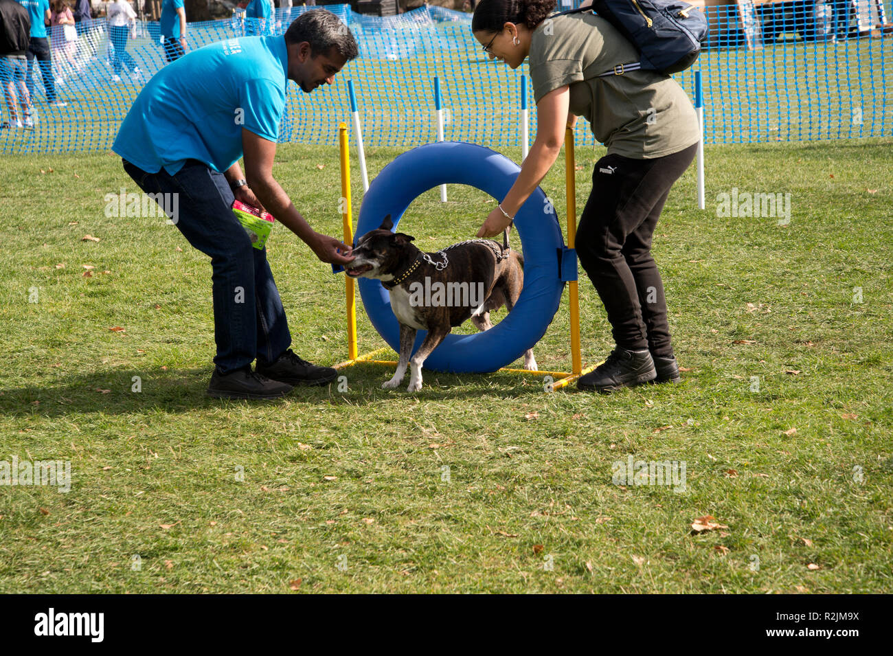 London dog show hi-res stock photography and images - Alamy