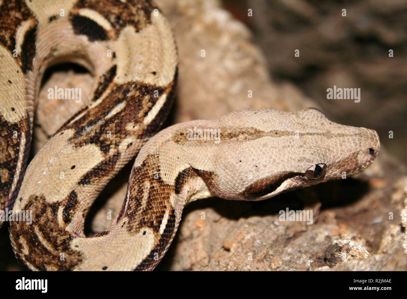 King boa hi-res stock photography and images - Alamy
