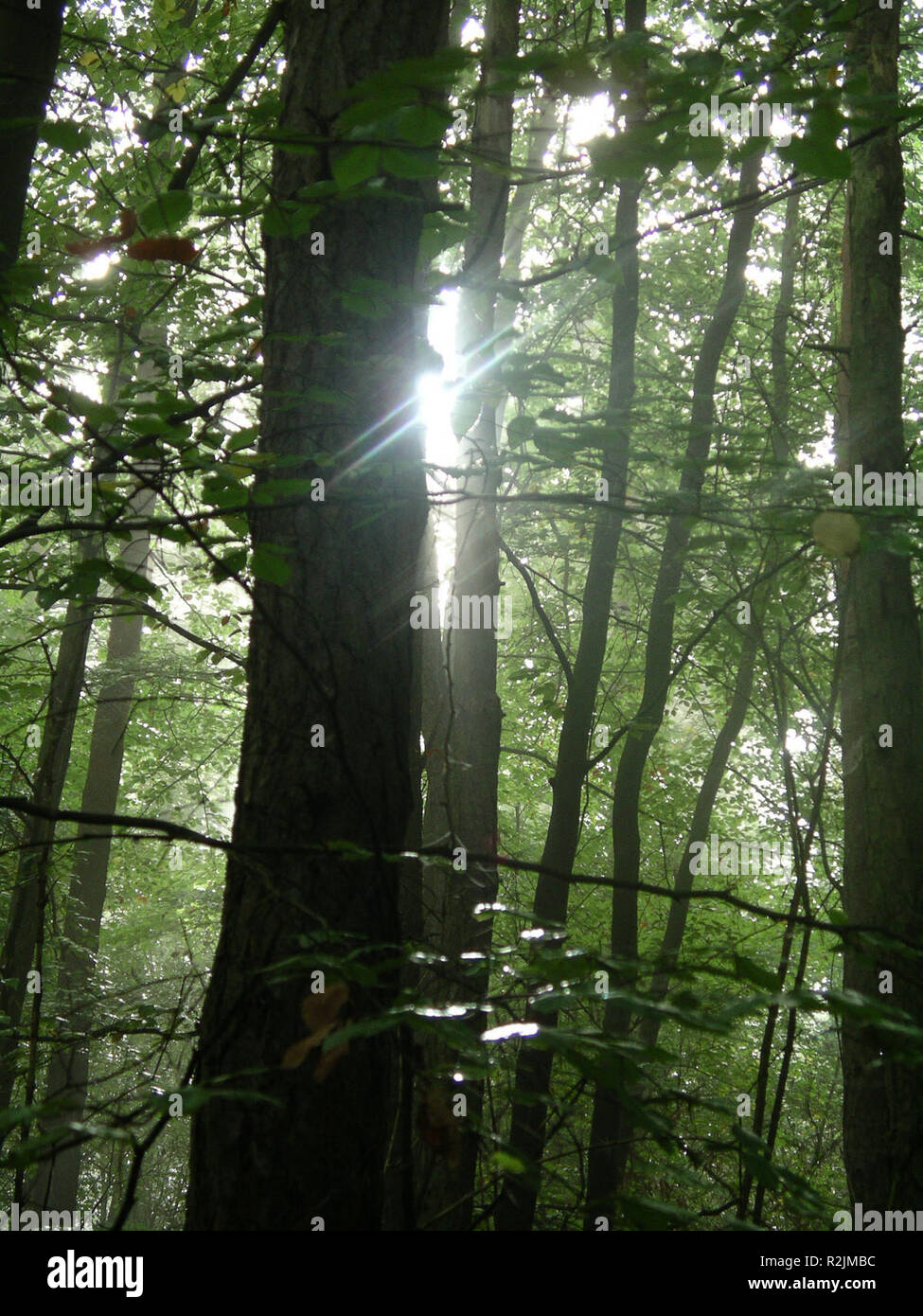 Sun shines behind tree hi-res stock photography and images - Alamy