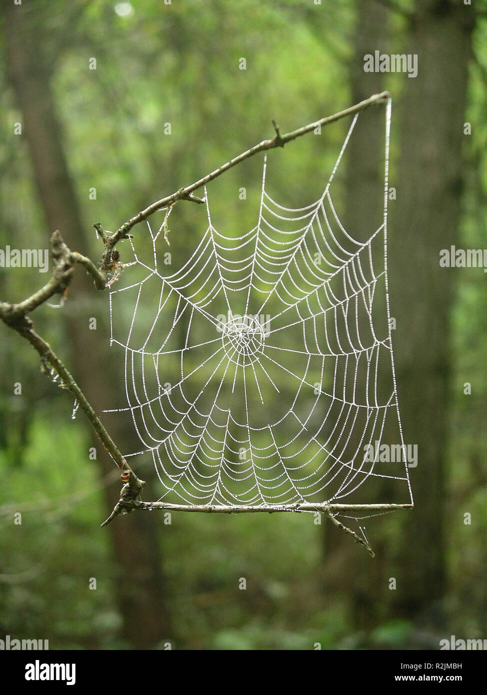 Indian spiders hi-res stock photography and images - Alamy