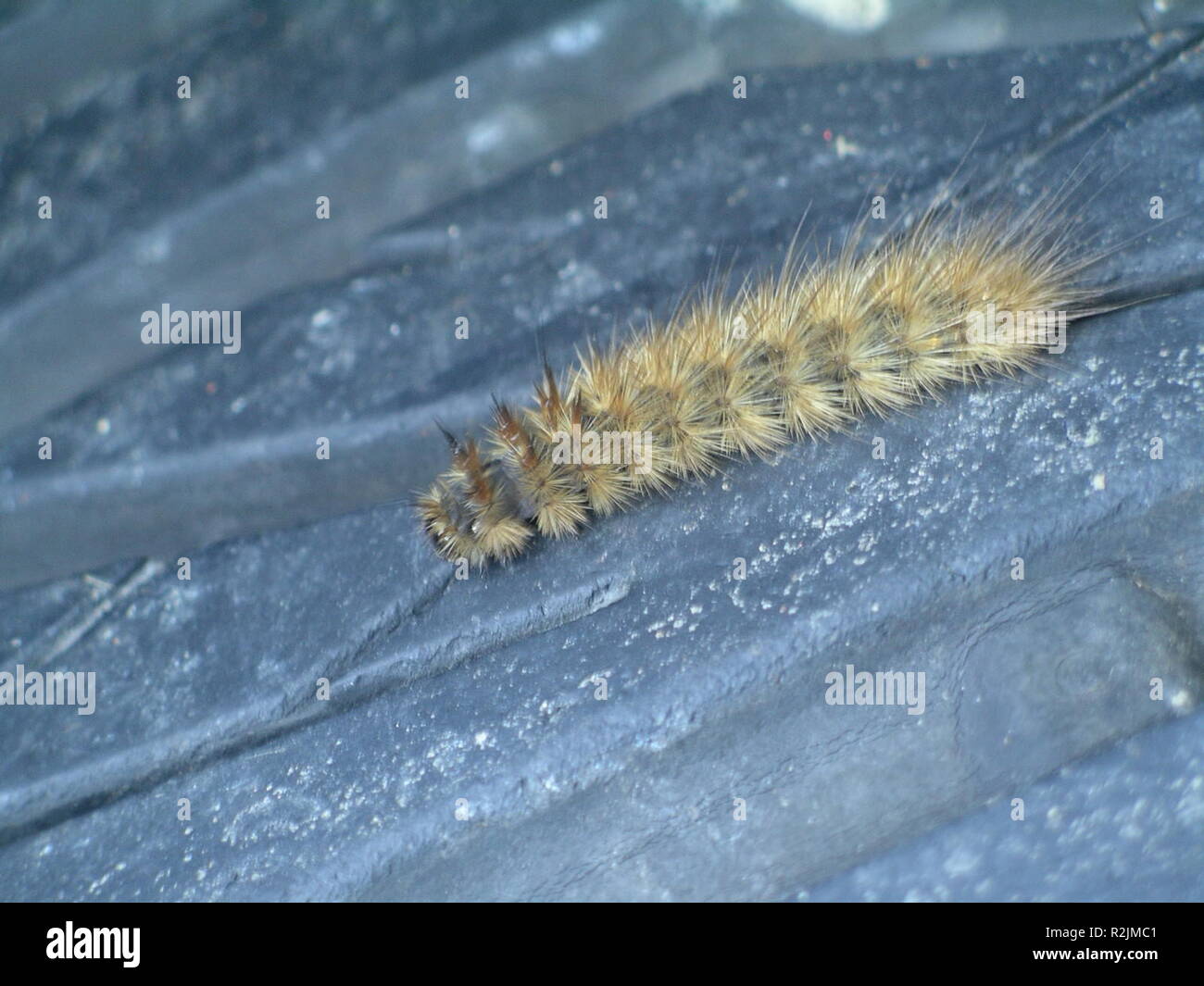 caterpillar on car tires Stock Photo - Alamy