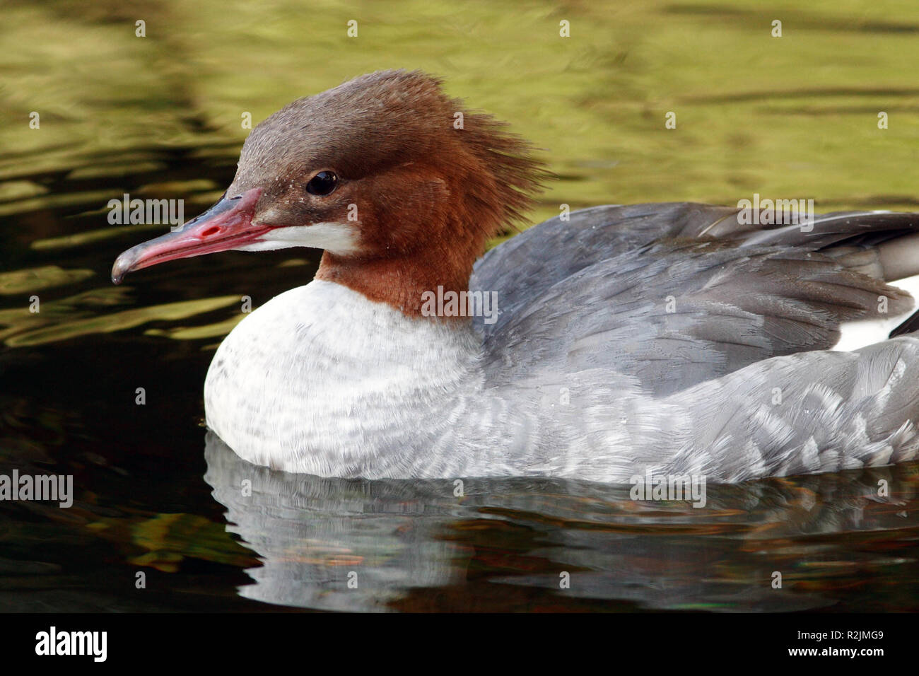 portrait of a goose Stock Photo - Alamy