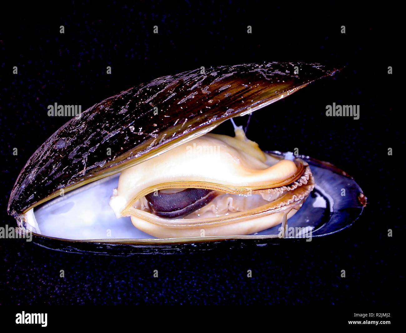 Mussel peel hi-res stock photography and images - Alamy