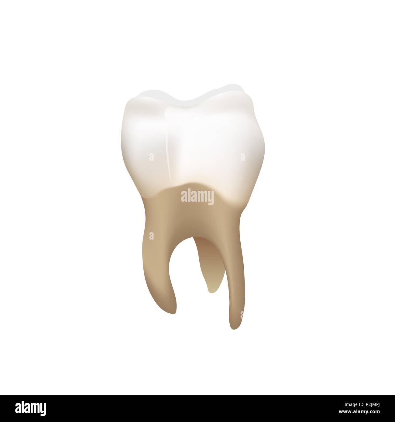 Bright realistic 3d human tooth isolated on white Stock Vector Image ...