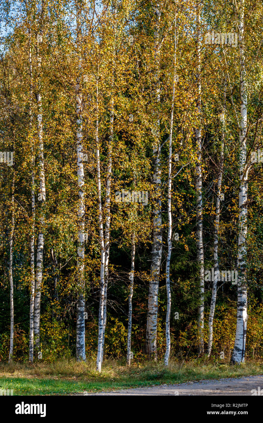 A deciduous hardwood birch tree (Betula) forest on the outer reaches of ...