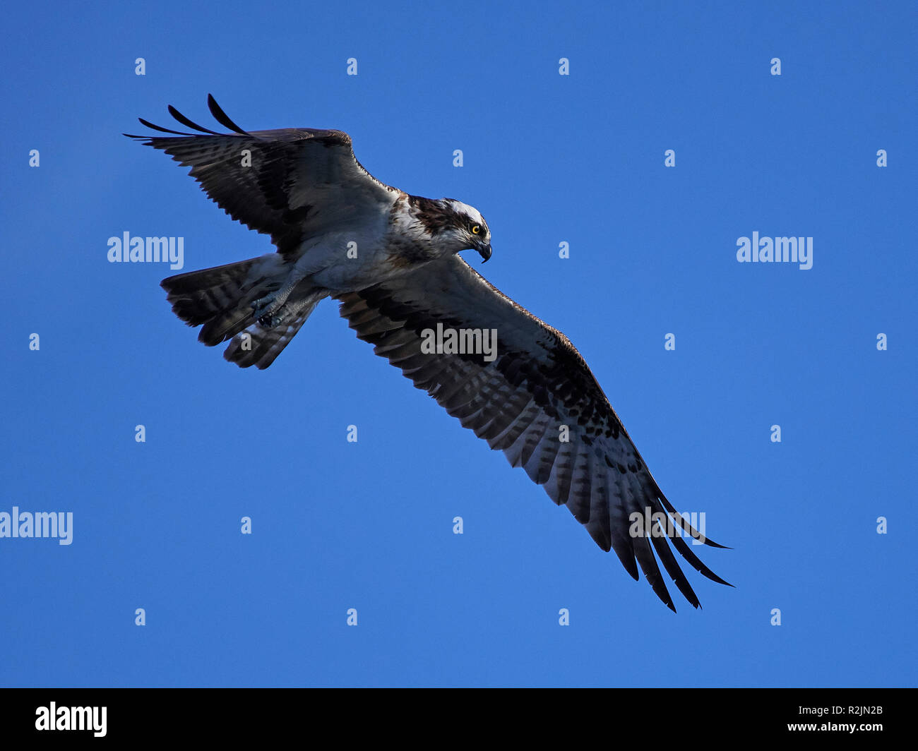 Osprey in flight in its natural habitat in Sweden Stock Photo - Alamy