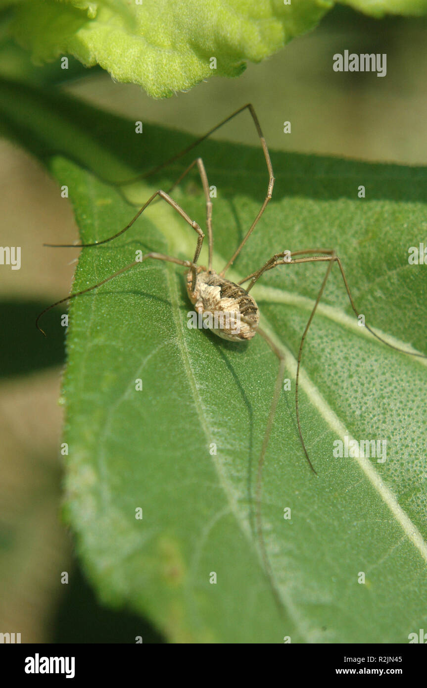 Carpenter spider hi-res stock photography and images - Alamy