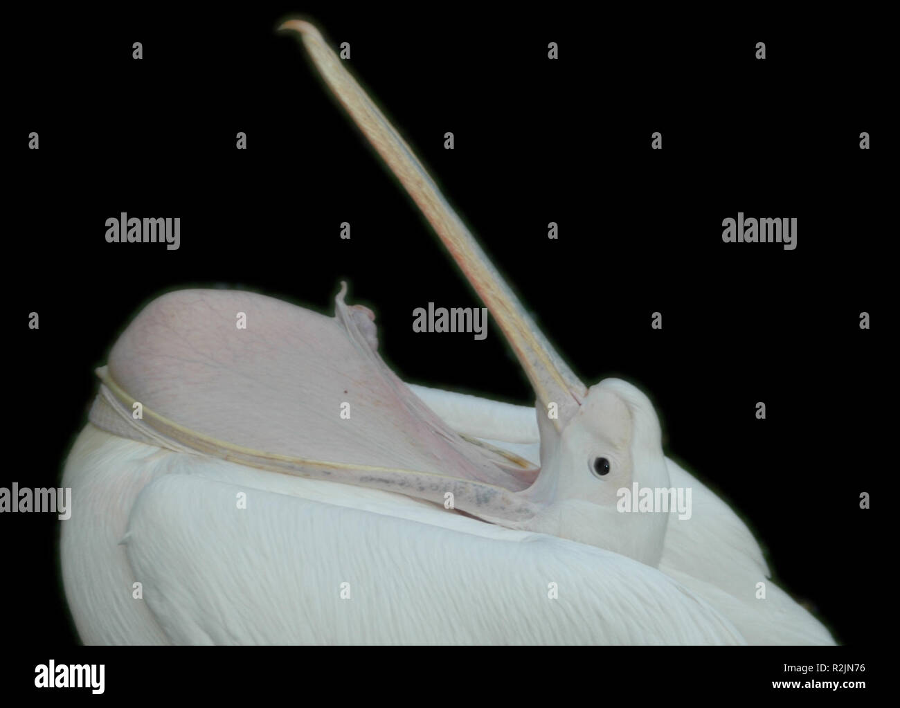 where's my fish Stock Photo - Alamy