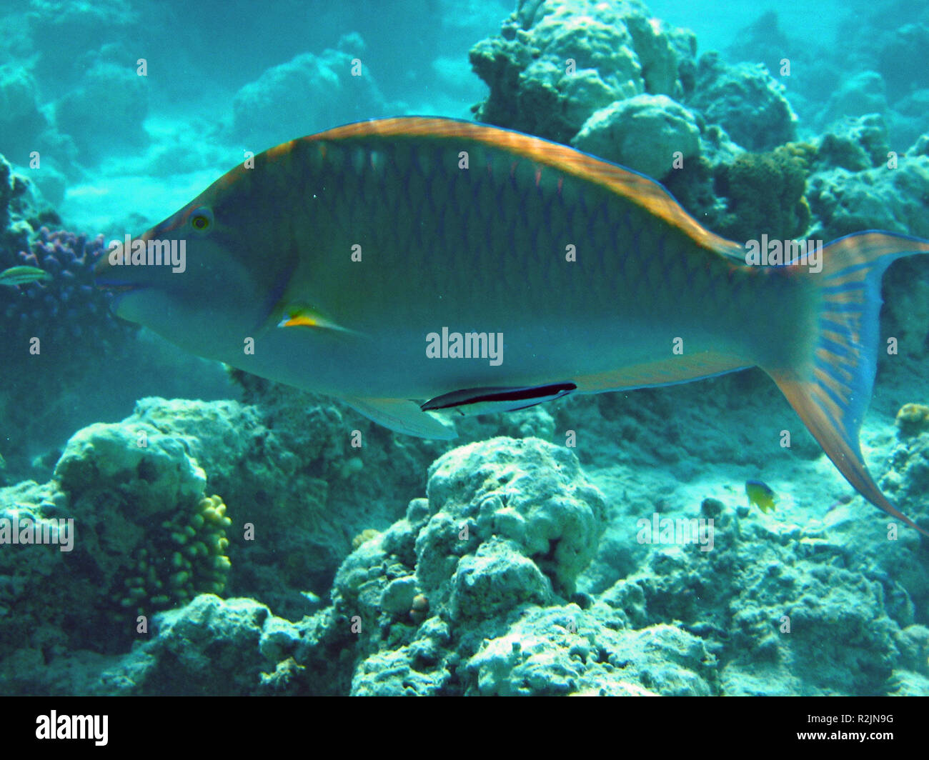 cleaner fish cleans fish Stock Photo - Alamy