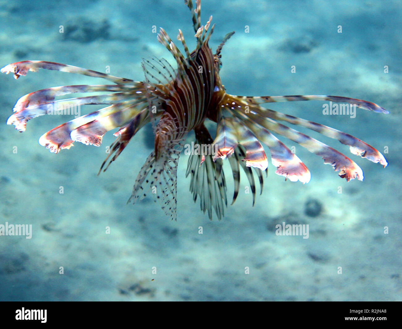 Feuerfische hi-res stock photography and images - Alamy