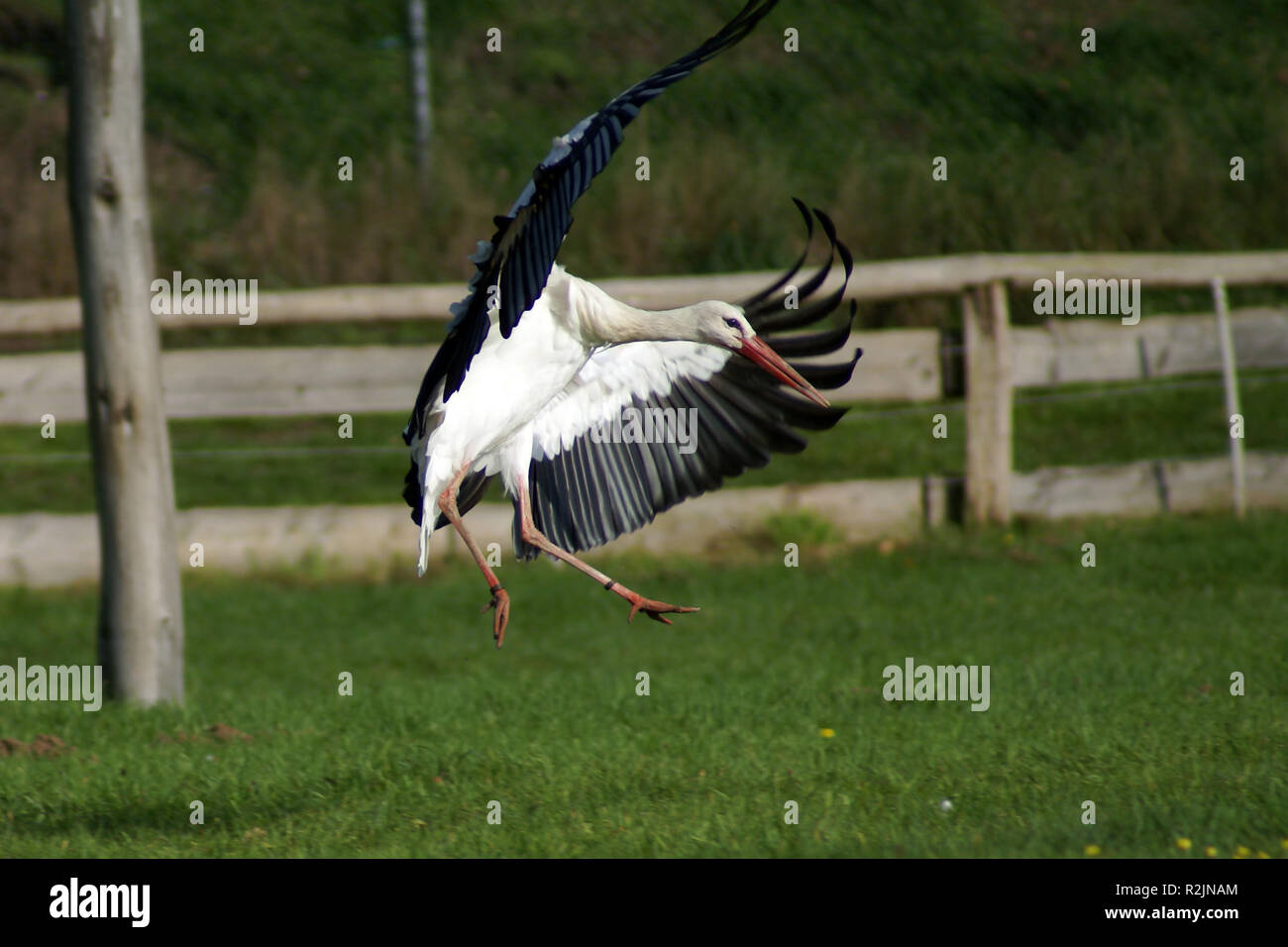 Stork ring hi-res stock photography and images - Alamy