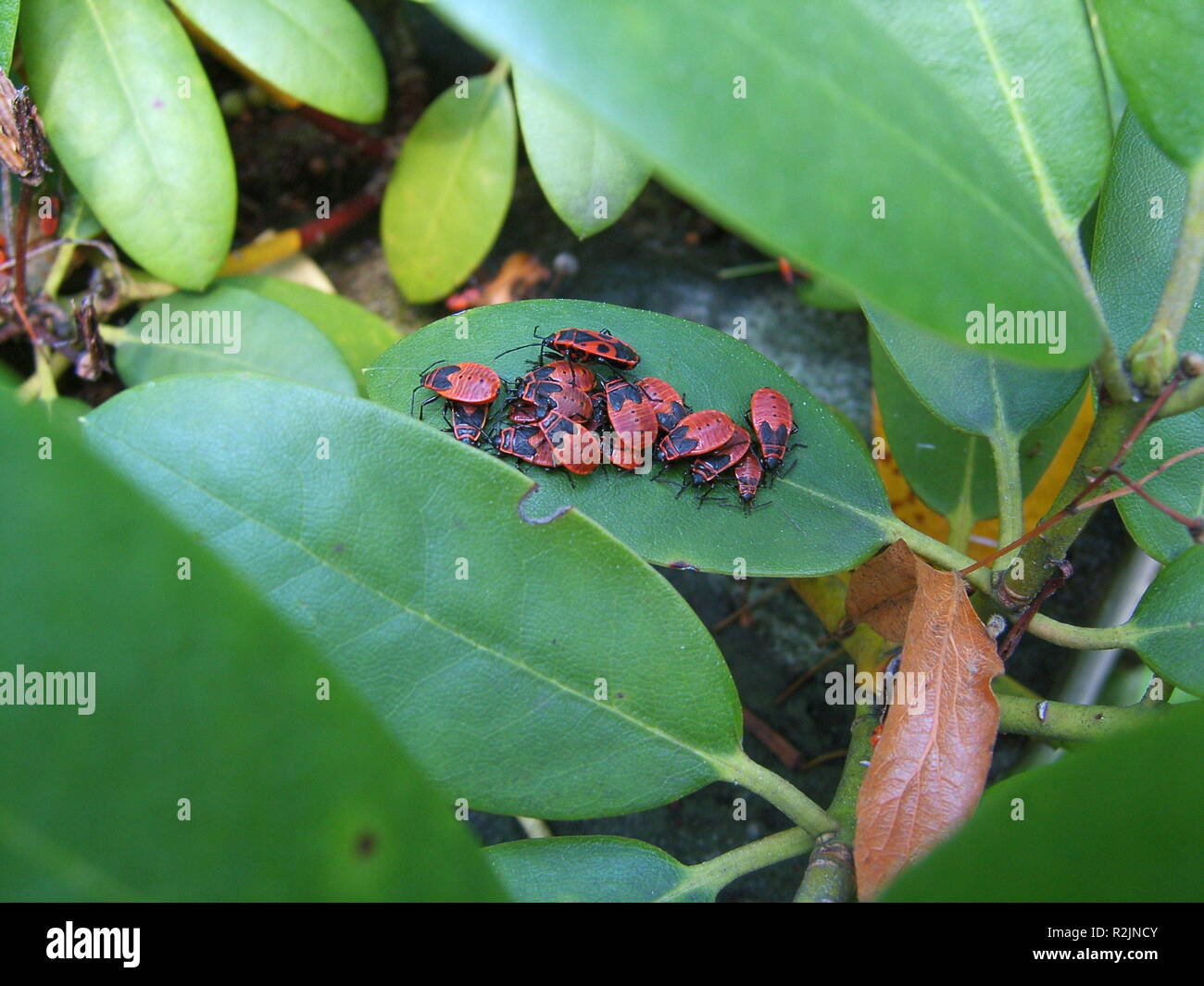 fire beetle at the meeting Stock Photo - Alamy