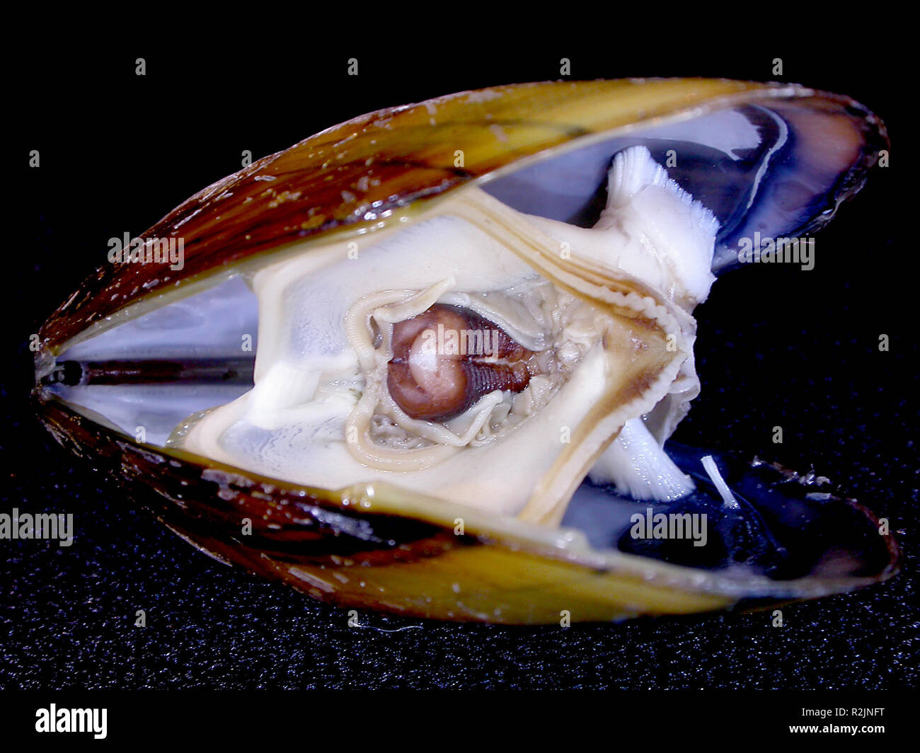 Edible atlantic shell hi-res stock photography and images - Alamy