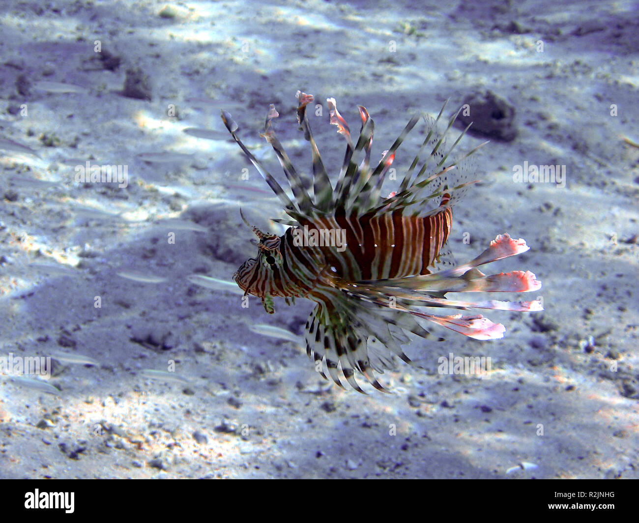 Feuerfische hi-res stock photography and images - Alamy