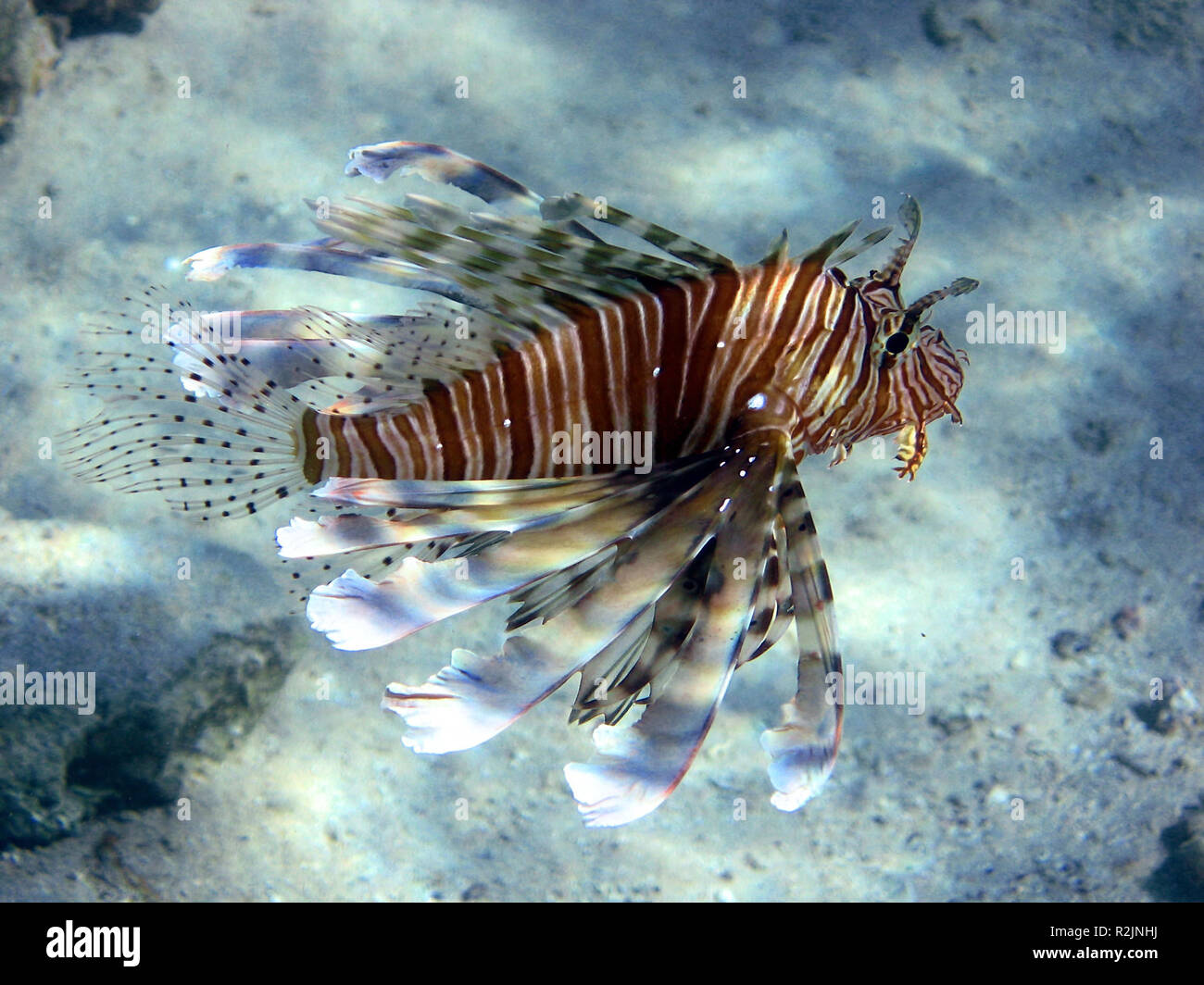 Feuerfische hi-res stock photography and images - Alamy