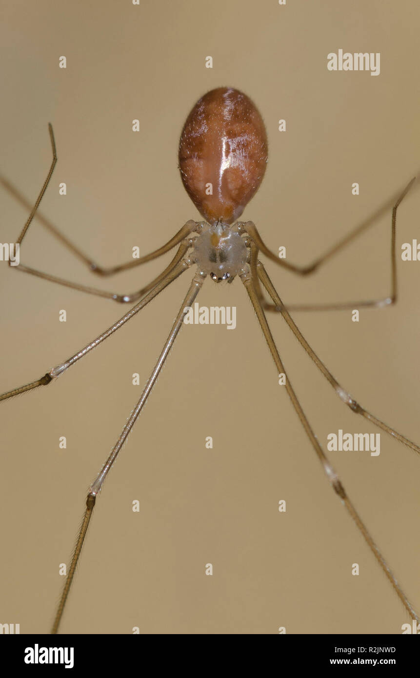 Cellar Spider, Pholcus sp Stock Photo - Alamy