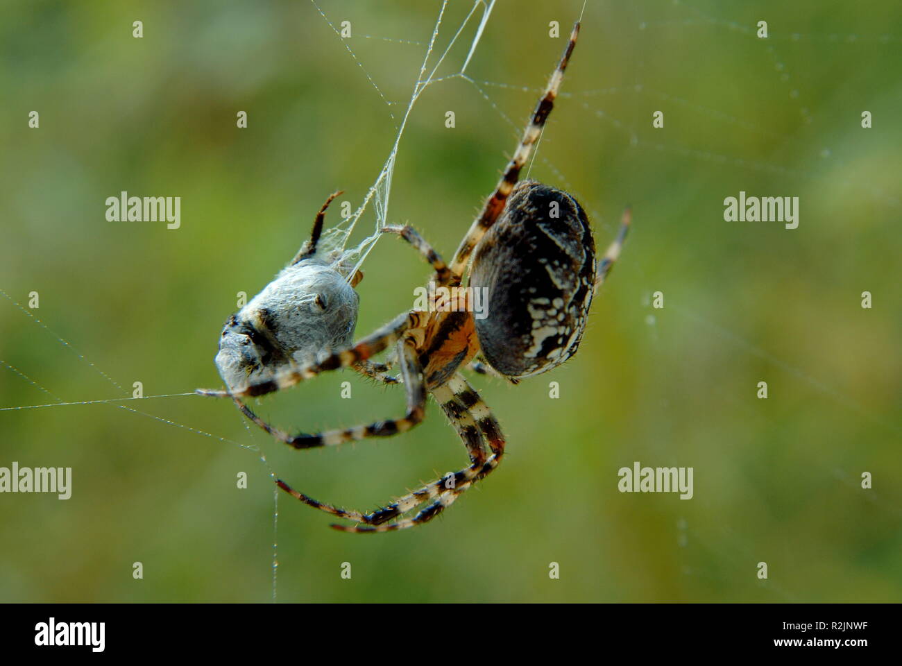 Wheel spider spin hi-res stock photography and images - Alamy