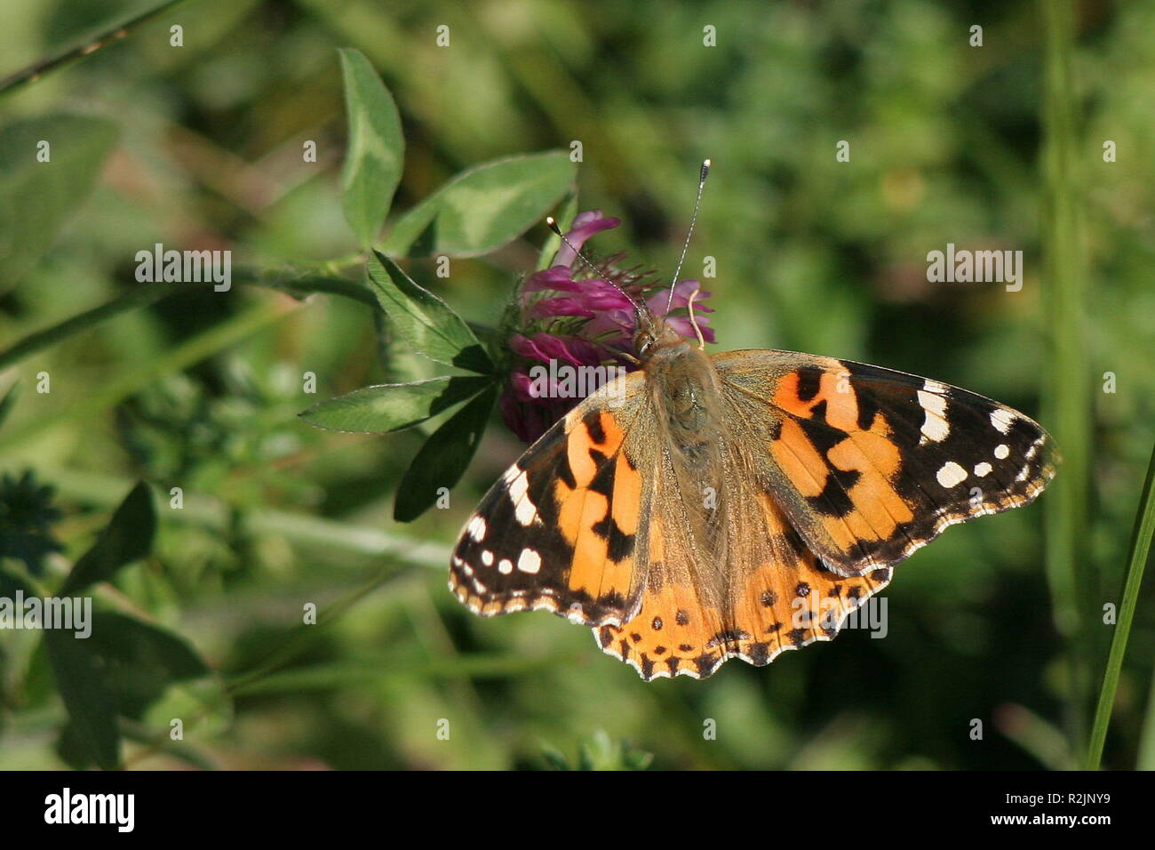 butterfly in late october Stock Photo - Alamy