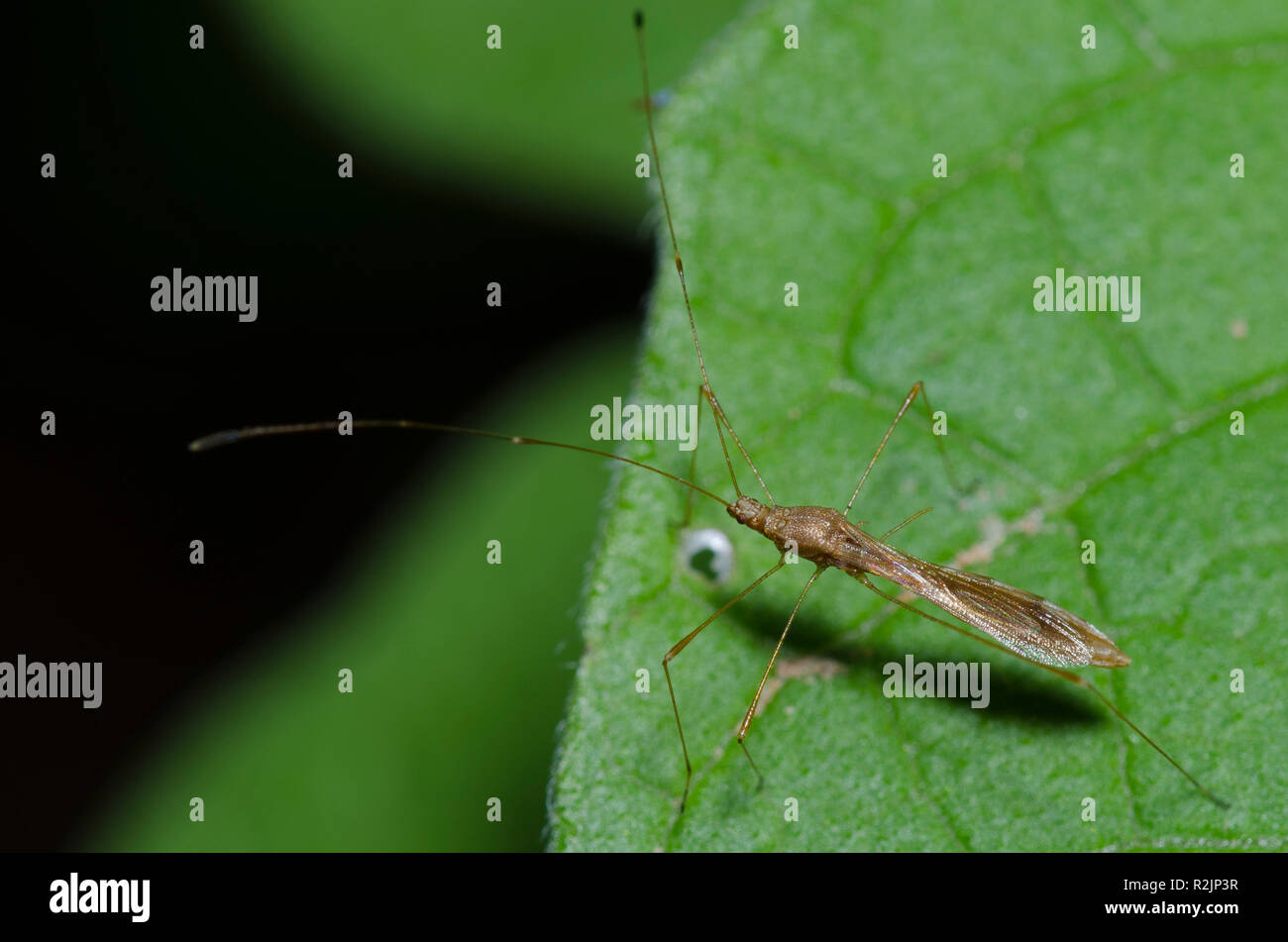 Spined stilt bug hi-res stock photography and images - Alamy