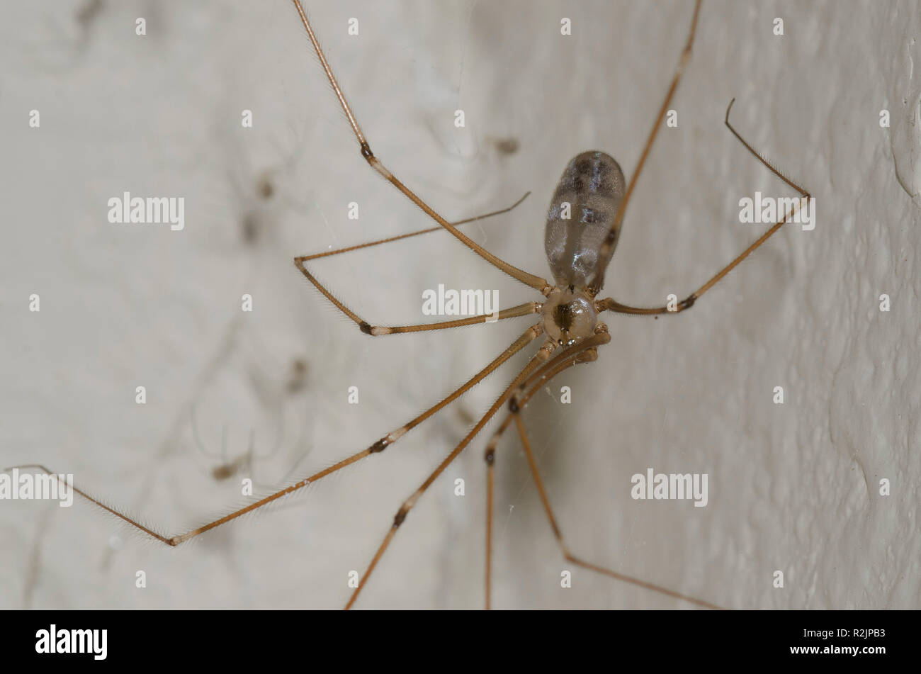 Cellar spiders hi-res stock photography and images - Alamy