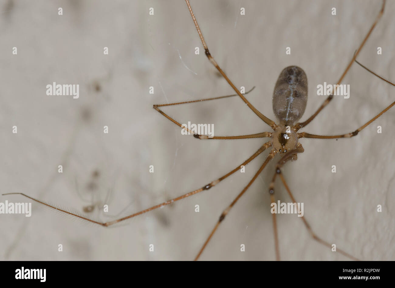 Cellar spiders hi-res stock photography and images - Alamy