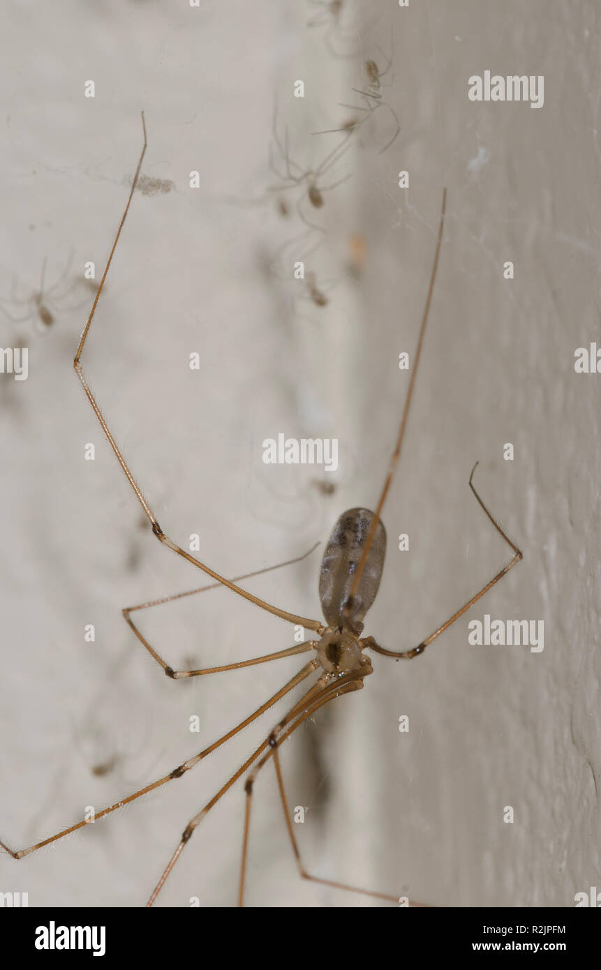 Cellar Spiders High Resolution Stock Photography and Images - Alamy