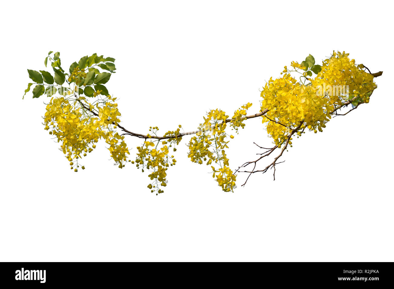 Beautiful yellow mimosa flower branch Cut Out Stock Images & Pictures ...